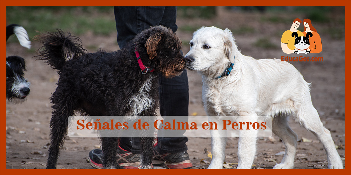 Señales De Calma En Perros: Cómo Entender Y Responder A Las Señales De ...