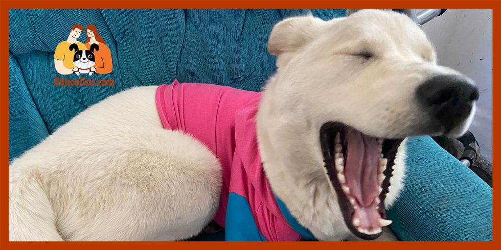 Señales De Calma En Perros: Cómo Entender Y Responder A Las Señales De ...