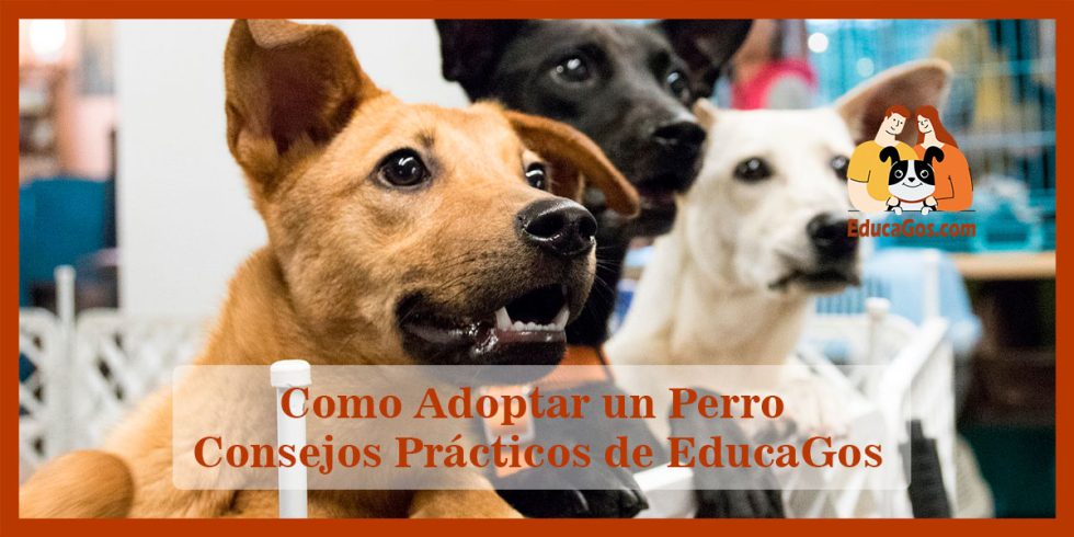 Como Adoptar un Perro - Consejos Prácticos de EducaGos