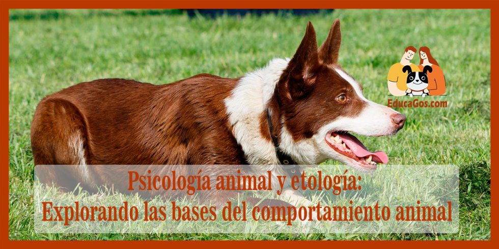 Psicología animal y etología * EducaGos