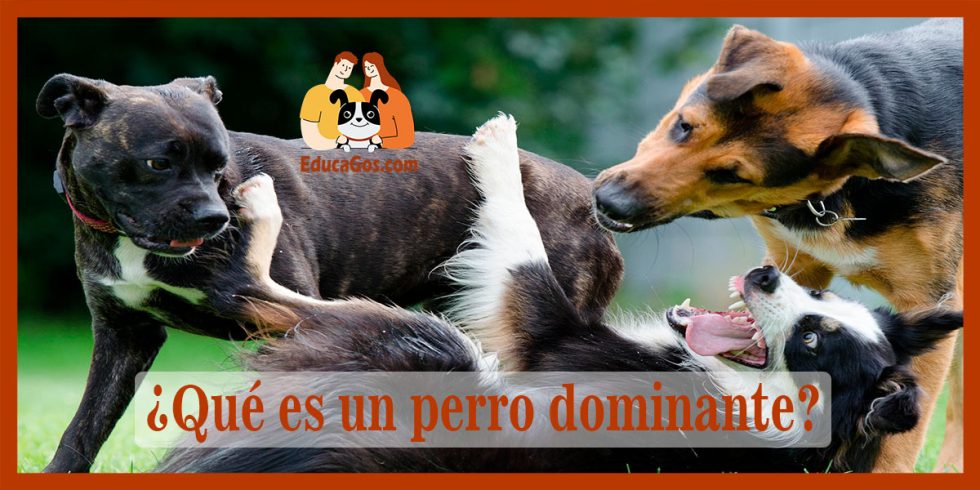 ¿Qué Es Un Perro Dominante?
