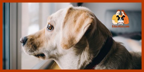 ¿Qué Es Y Cómo Tratar La Coprofagia Canina?