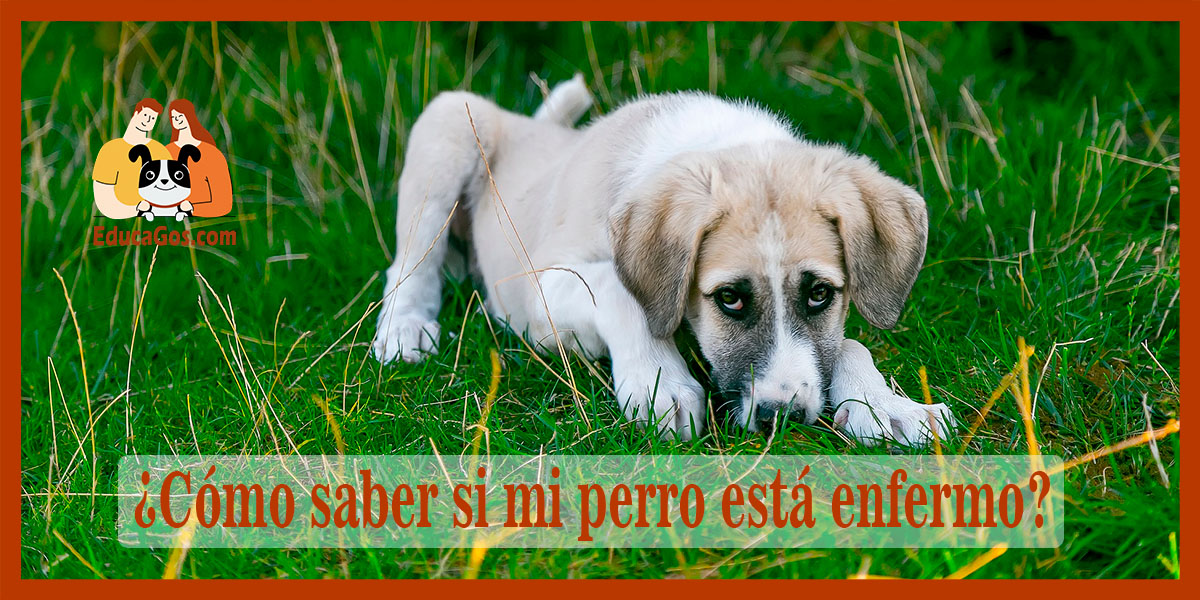 ¿Cómo Saber Si Mi Perro Está Enfermo?