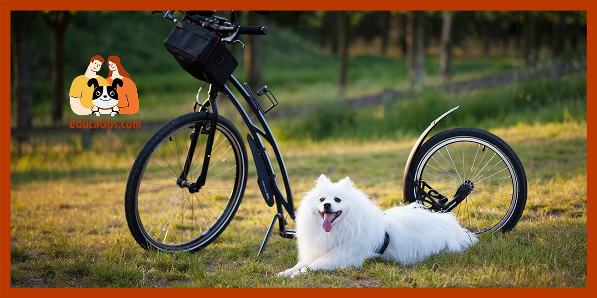 ¿Cuánto Ejercicio Necesita Mi Perro? Guía Completa Para Dueños Responsables