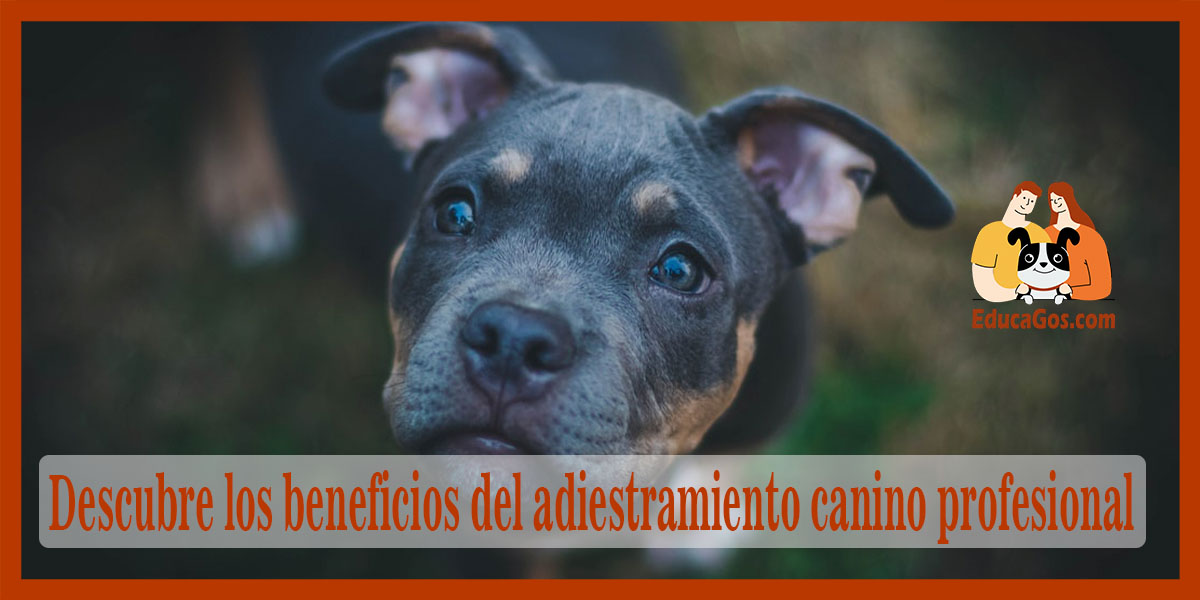 Beneficios Del Adiestramiento Canino Profesional En Barcelona