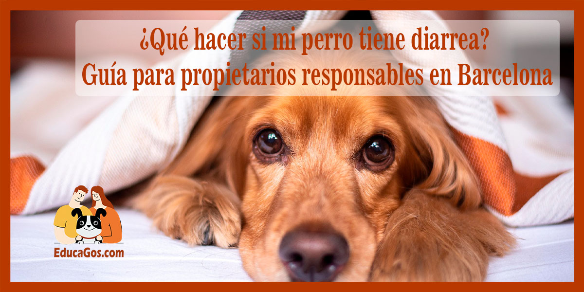 Qué Hacer Si Mi Perro Tiene Diarrea | EducaGos