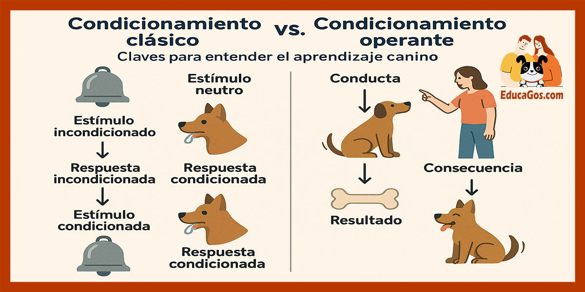 Condicionamiento Clásico Vs. Condicionamiento Operante Claves Para ...